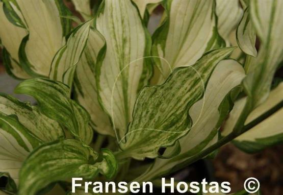 Hosta Kiwi Spearmint - Fransen Hostas